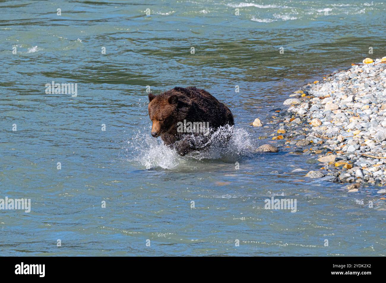 Fish jumping into bear hi-res stock photography and images - Alamy