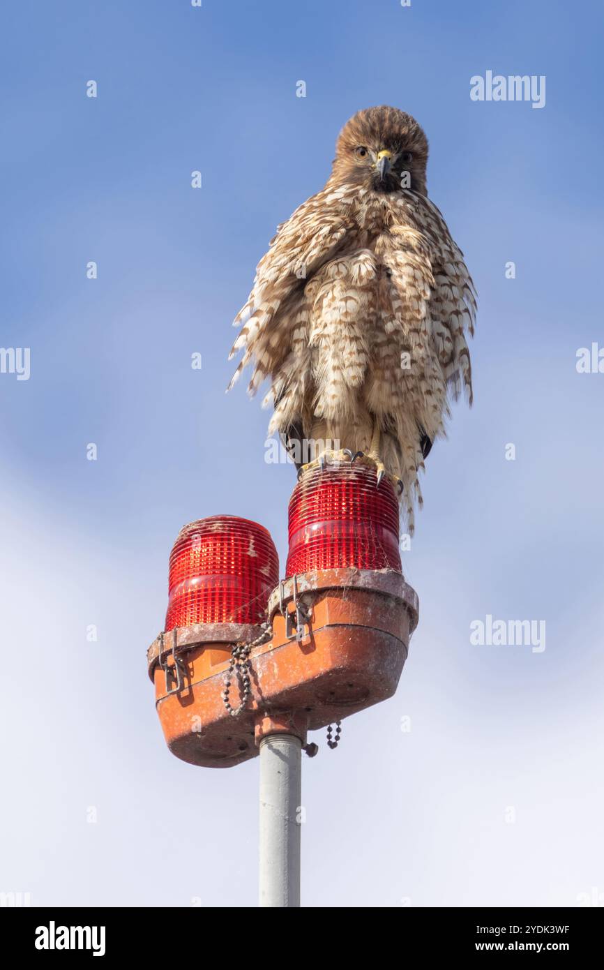 Red-shouldered Hawk, juvenile, perched on an airport obstruction light ...