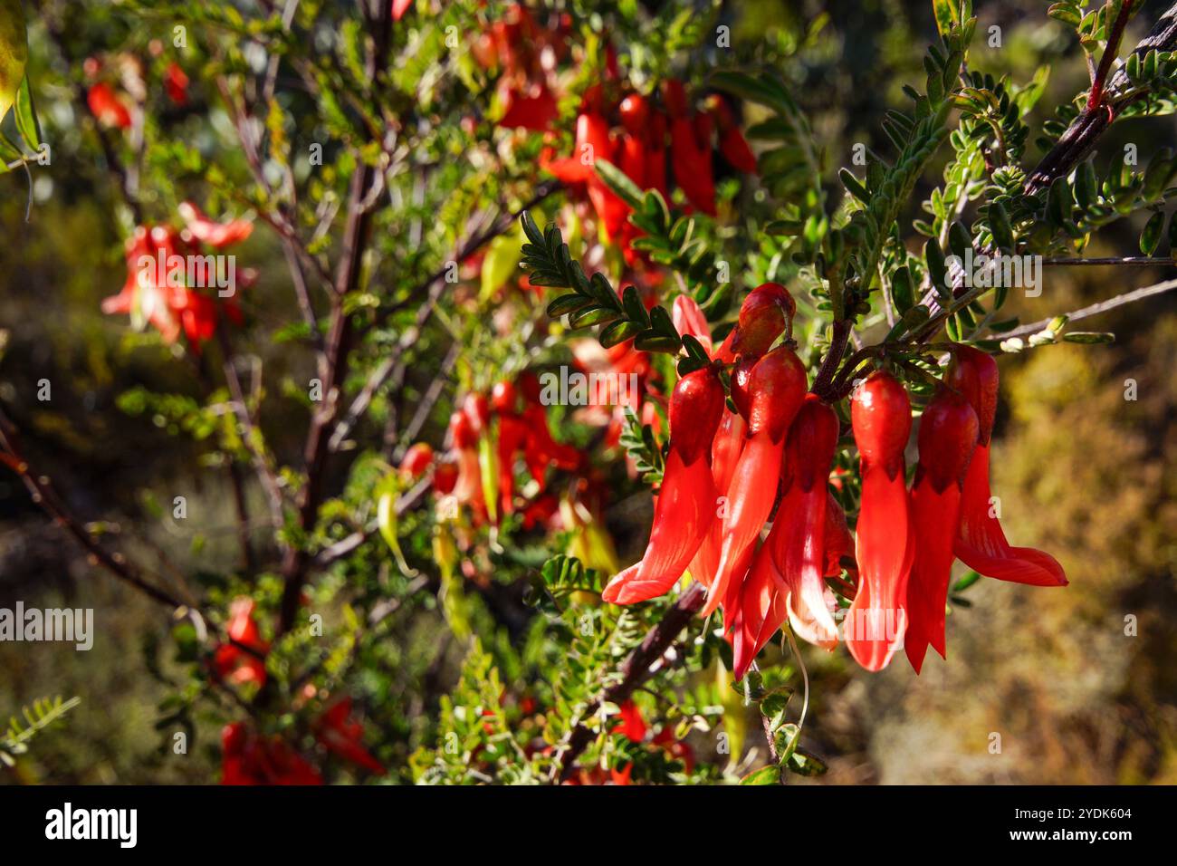 Flowering plant of the Cancer Bush (Lessertia frutescens), Western Cape ...