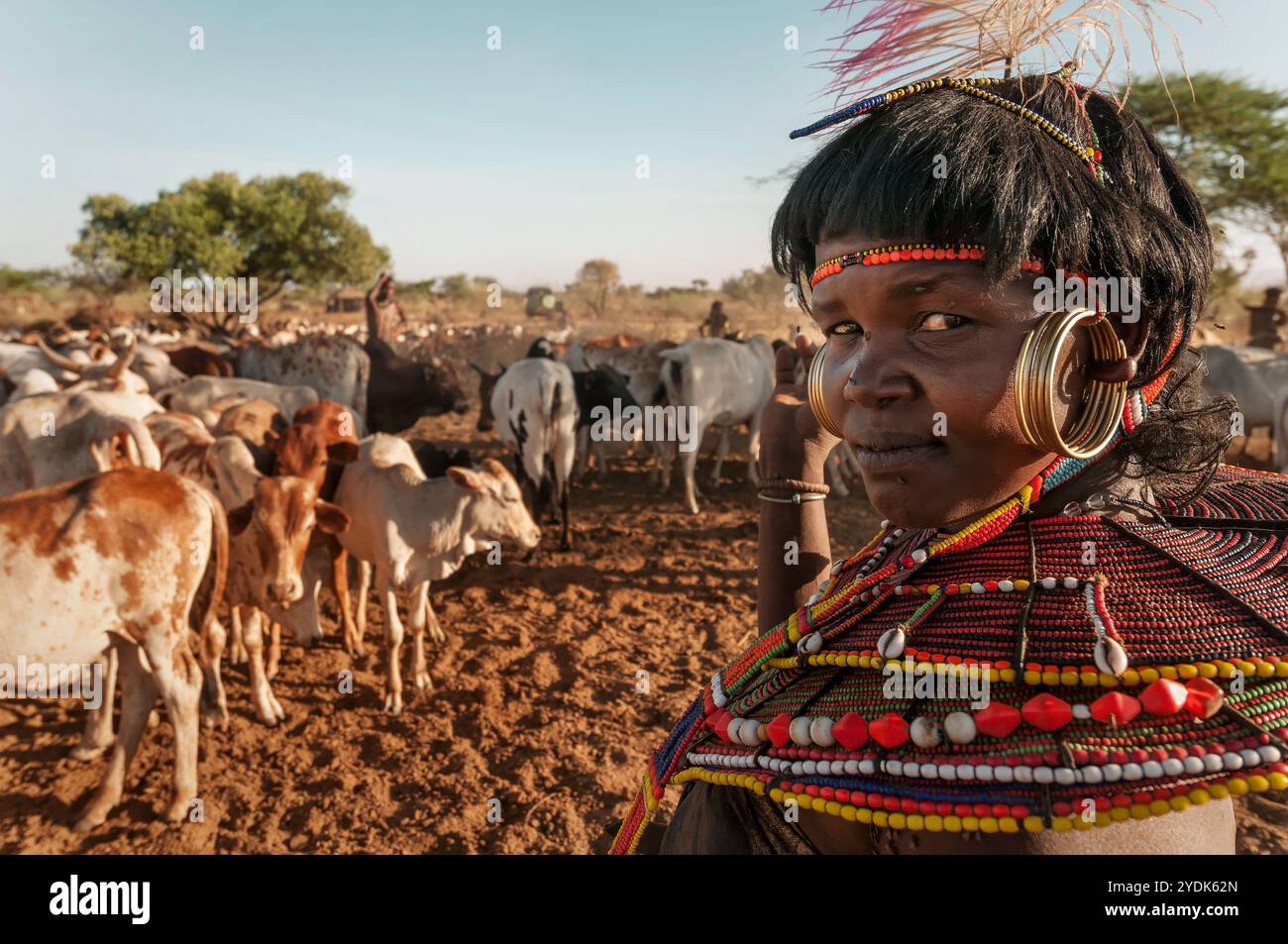 Pokot tribe herders with their animals in northern Kenya, Africa Stock ...