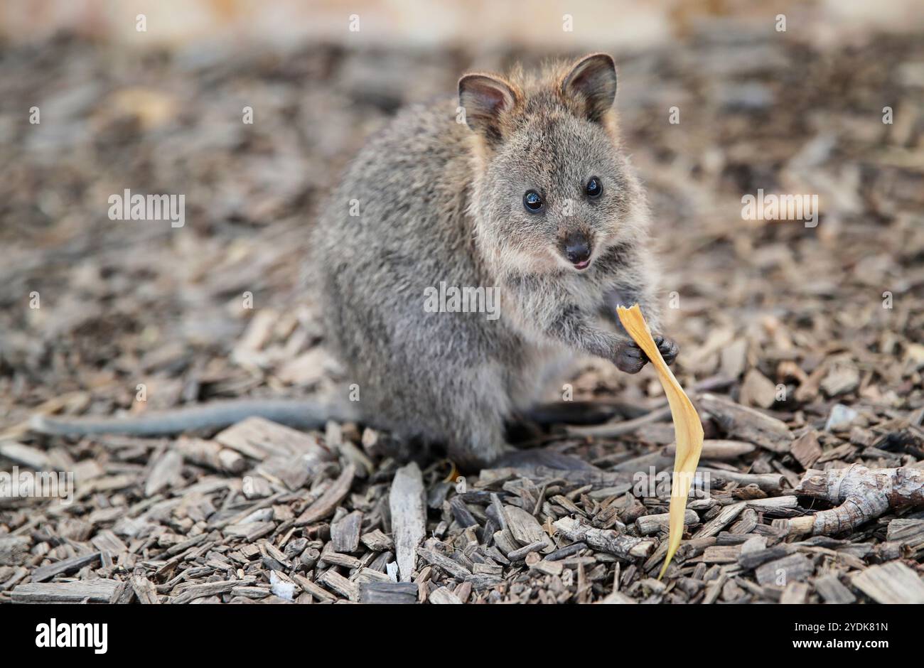 (241027) -- SYDNEY, Oct. 27, 2024 (Xinhua) -- A quokka is seen on the ...