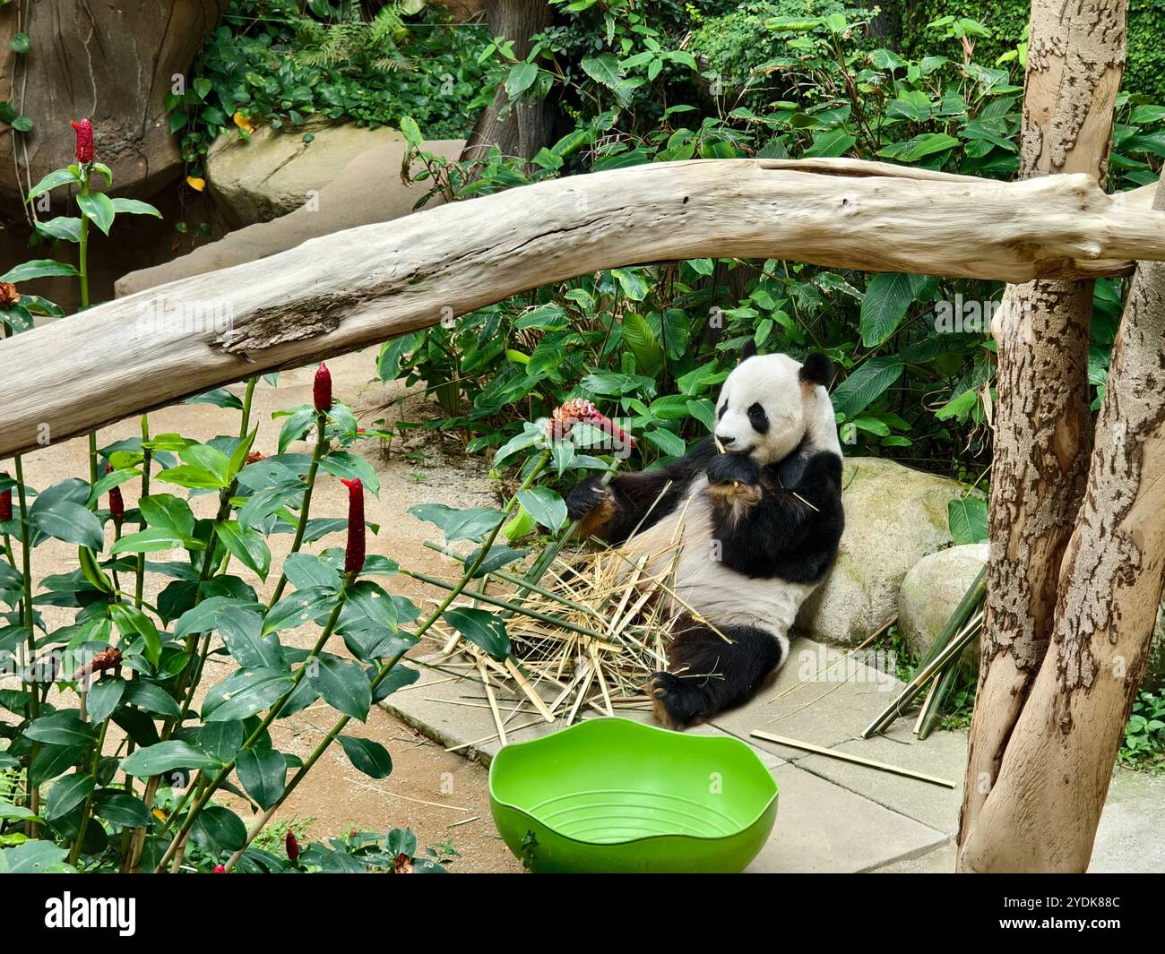 A panda delightfully enjoying a delicious bamboo snack in Its habitat ...
