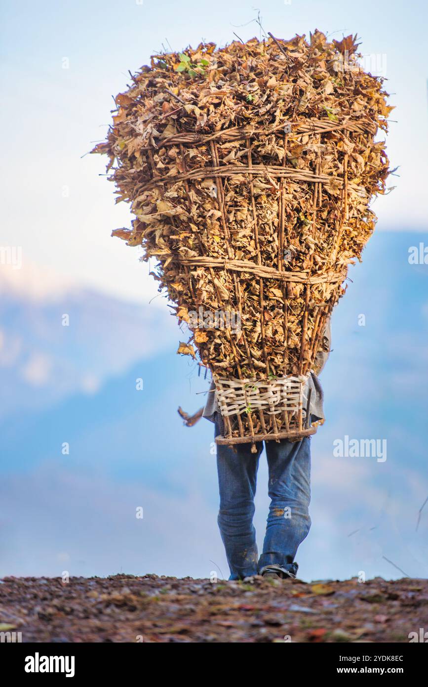 Rural man with a large ancient pannier full of leaves Stock Photo - Alamy