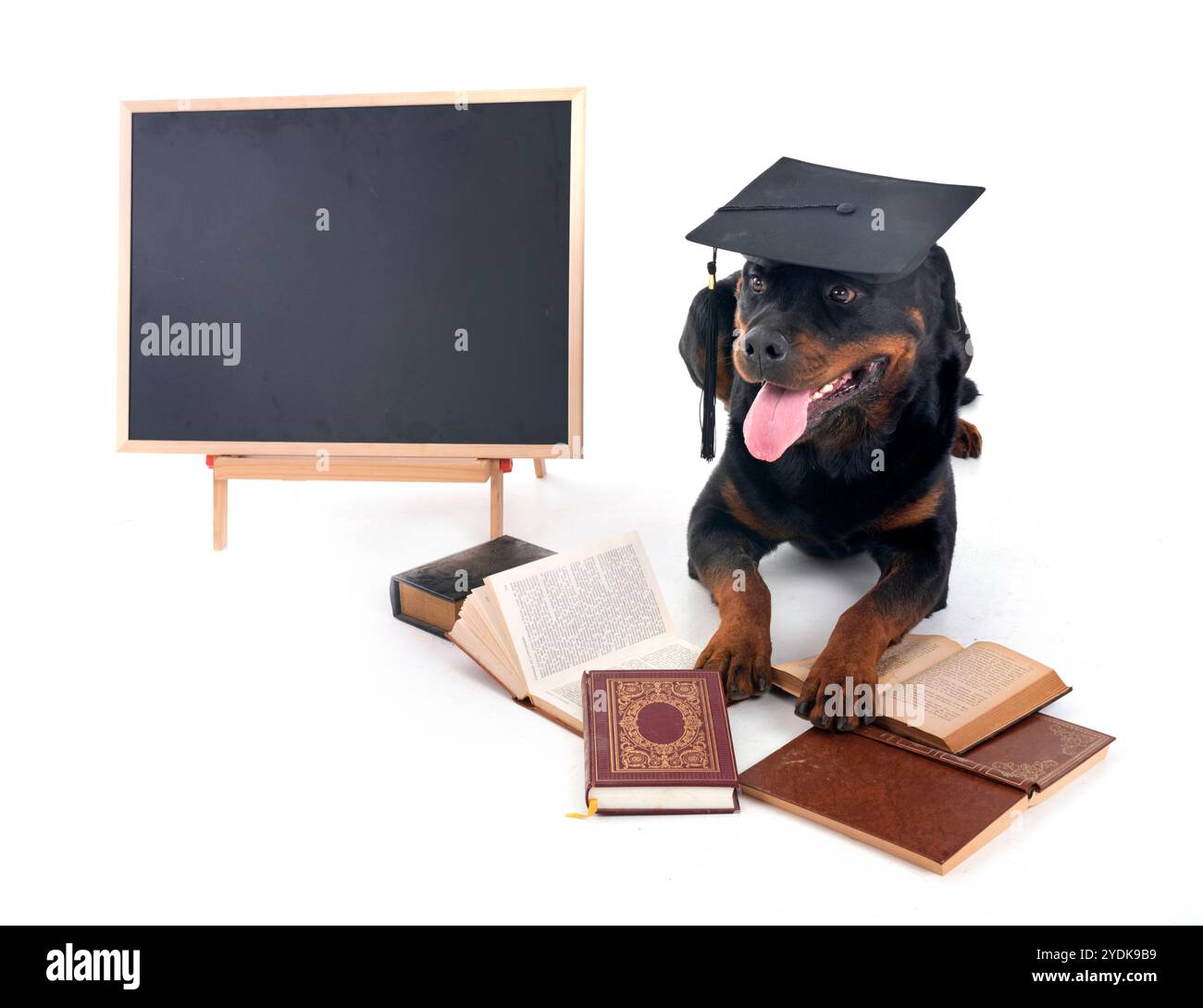 purebred rottweiler back to school in front of white background Stock ...