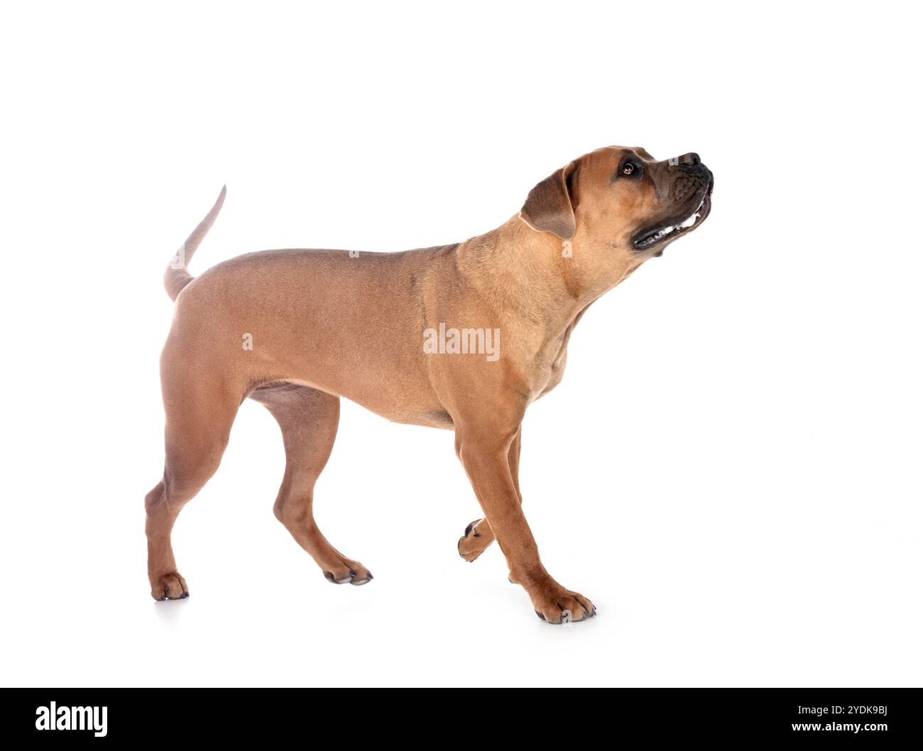 young italian mastiff in front of white background Stock Photo - Alamy