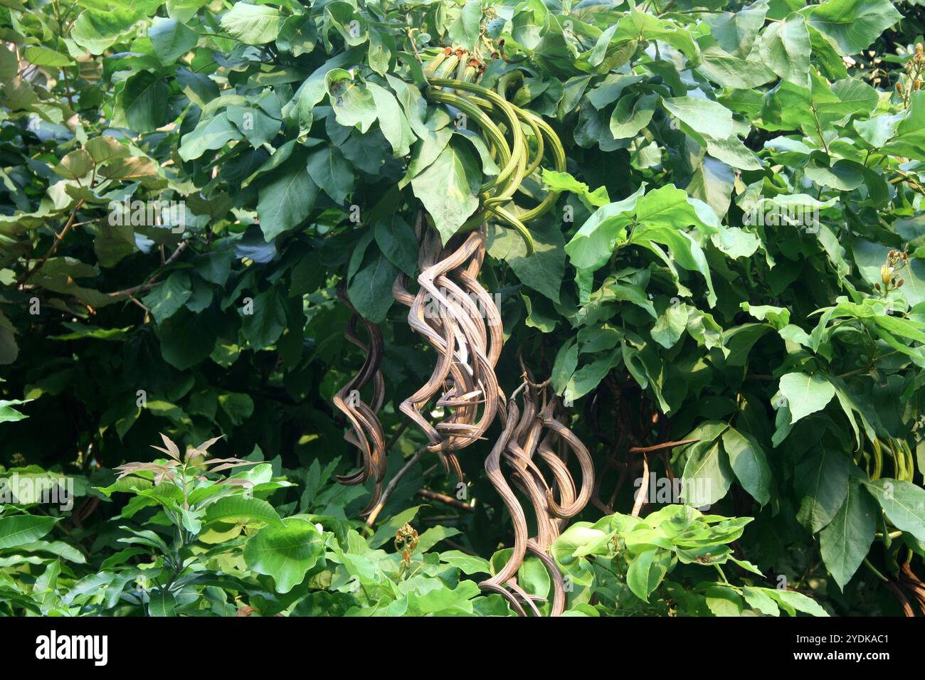 Katsagon (Fernandoa adenophylla) seed capsules hanging from a tree ...