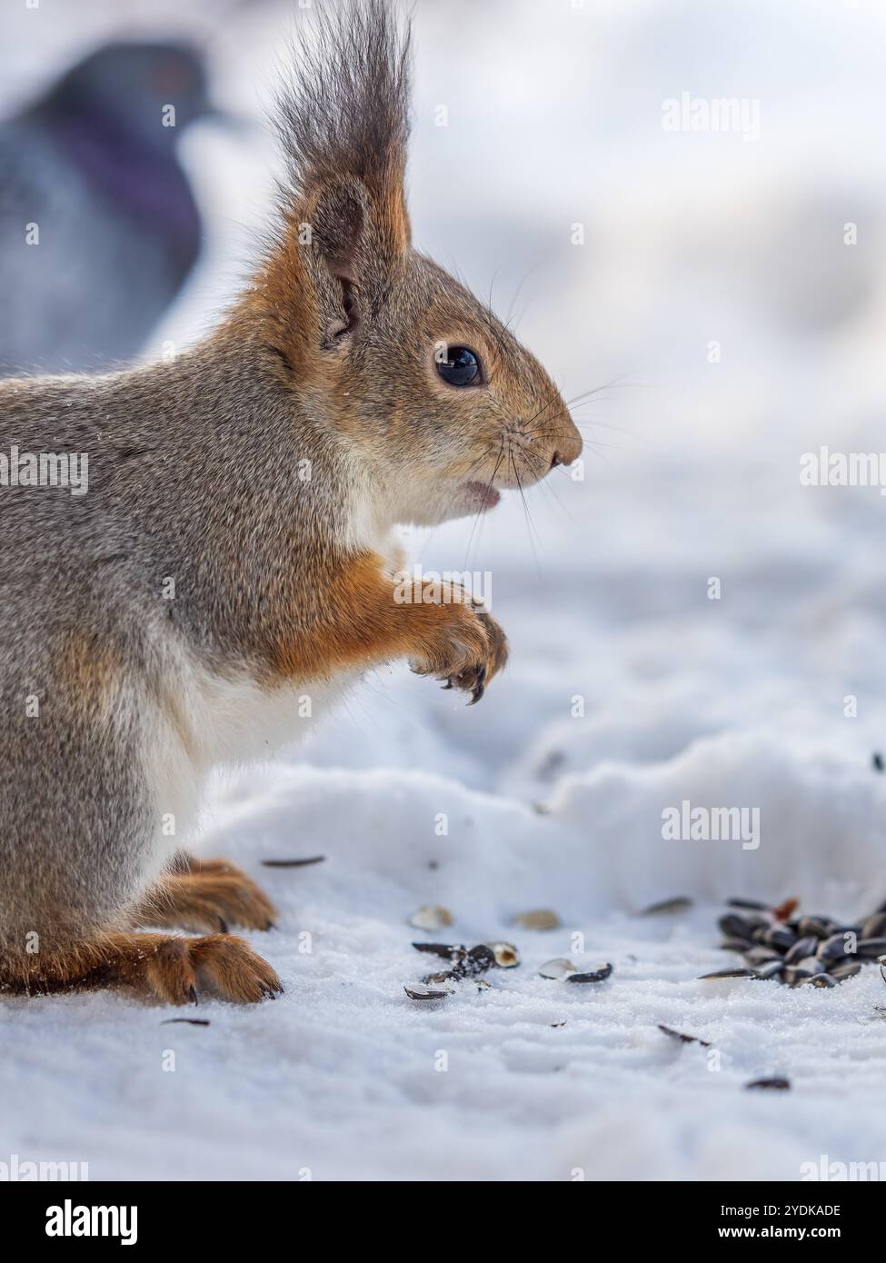 The squirrel in winter sits on white snow. Eurasian red squirrel ...