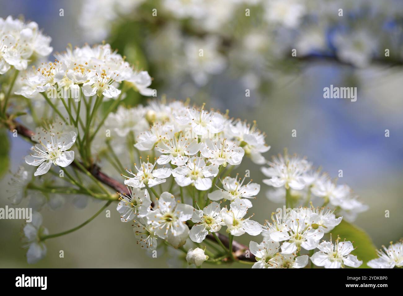 White flowers of Prunus tree close up at spring. Macro image, suitable ...