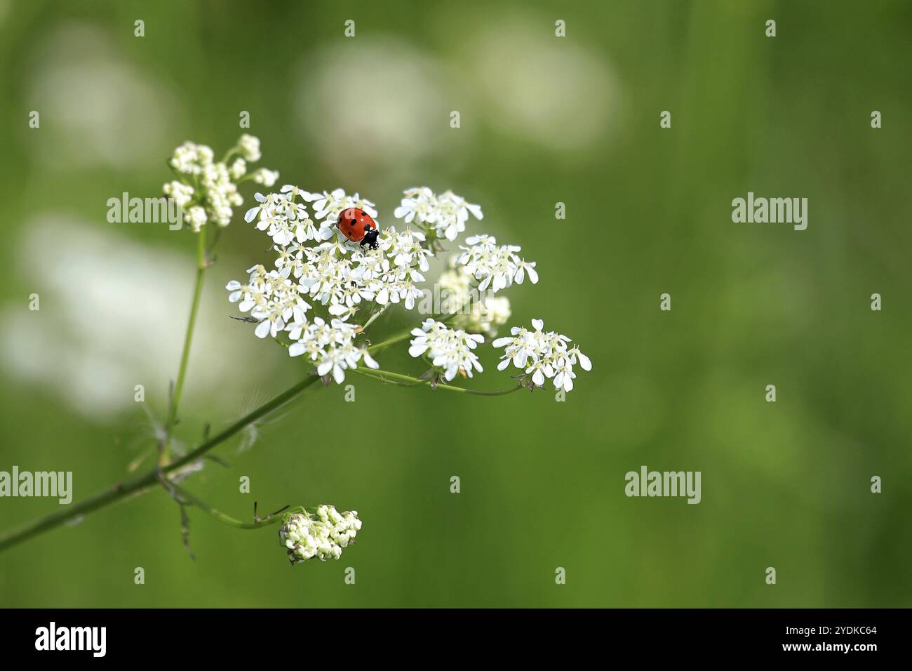 Seven Spotted Ladybug, Coccinella septempunctata, on white flowers of ...