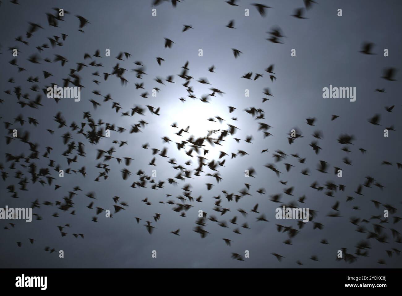 Blackground with flock of black Corvus monedula birds in flight ...