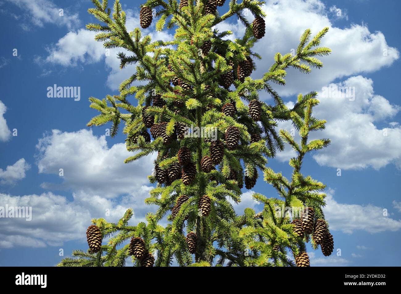 Spruce tree top hi-res stock photography and images - Alamy