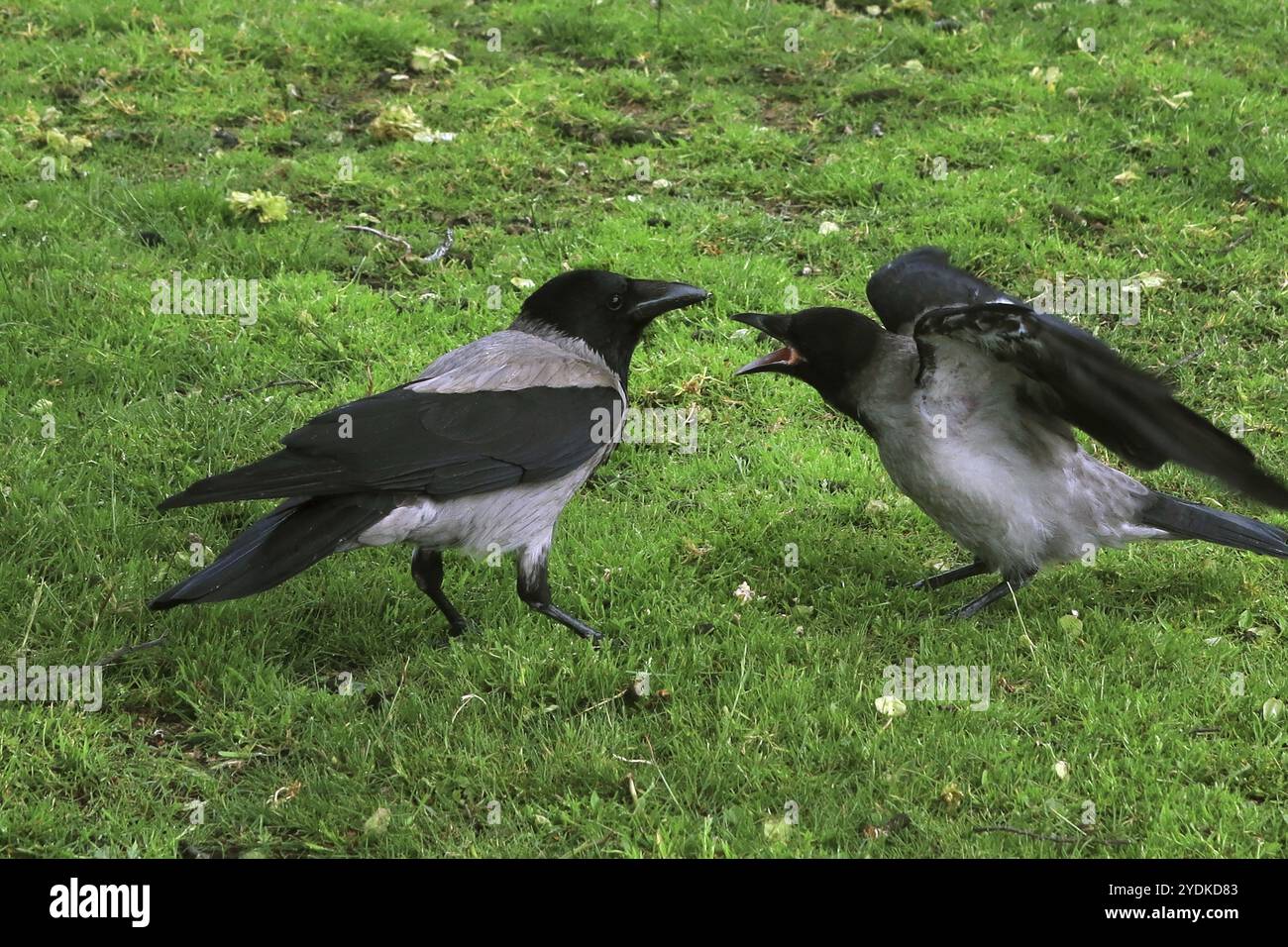 Hungry fledgling Hooded crow, Corvus cornix begging food from his ...