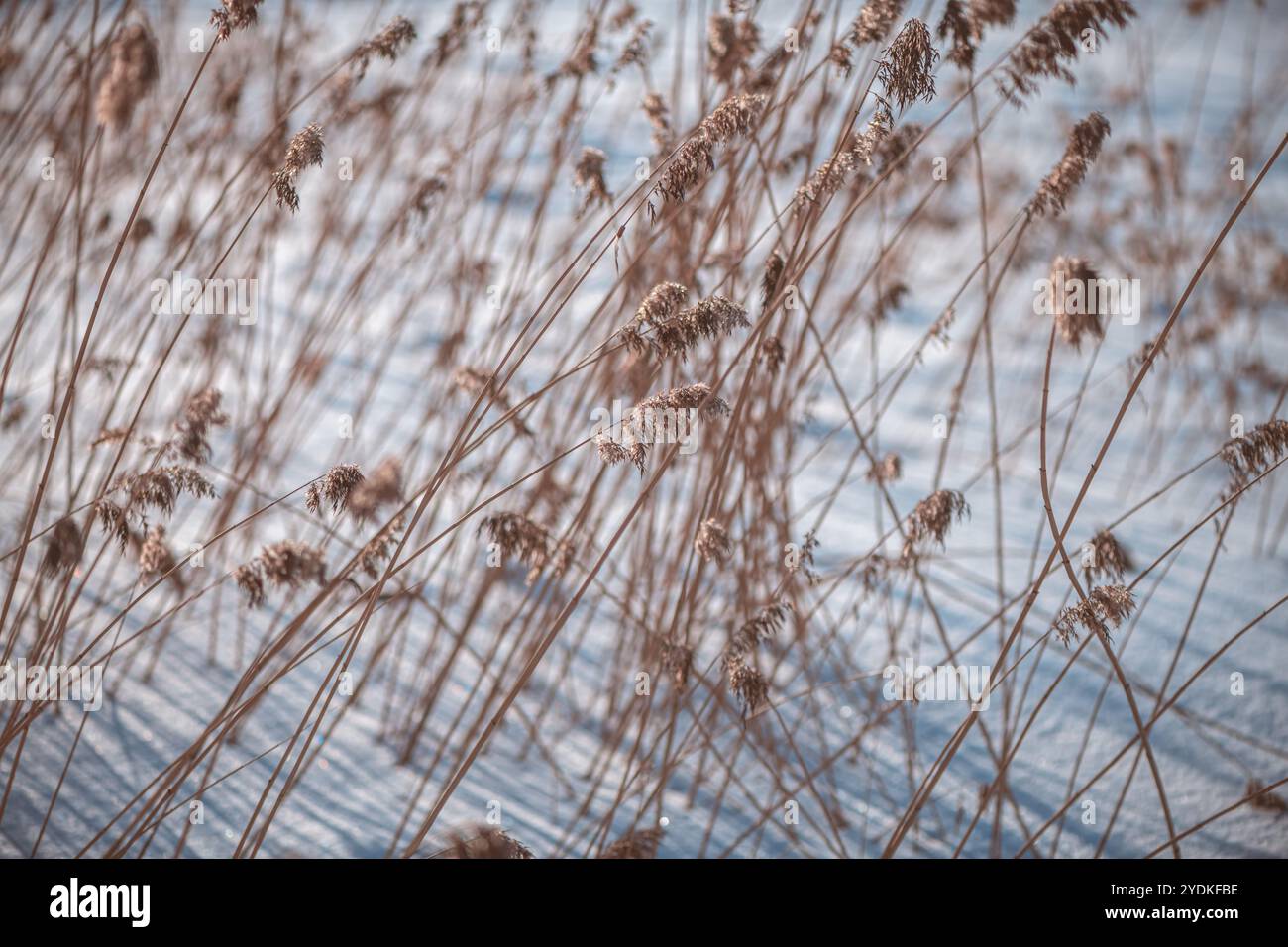 dry ears of reed in the snow near the lake in winter. natural ...