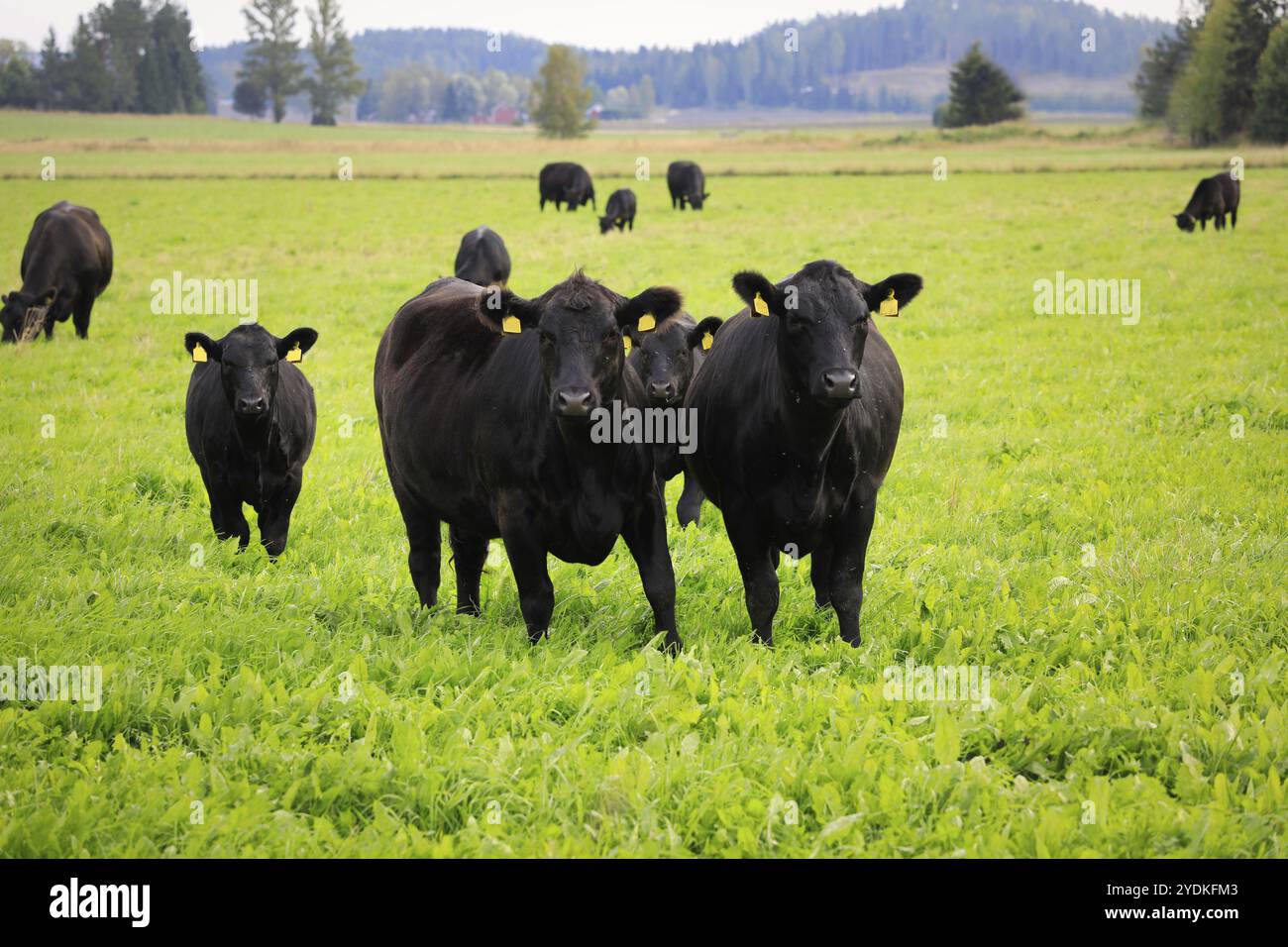 Black Aberdeen Angus cattle standing in green grassy field in Finland ...