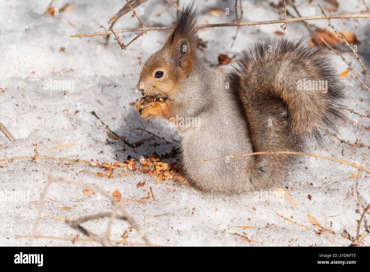 The squirrel in winter sits on white snow. Eurasian red squirrel ...
