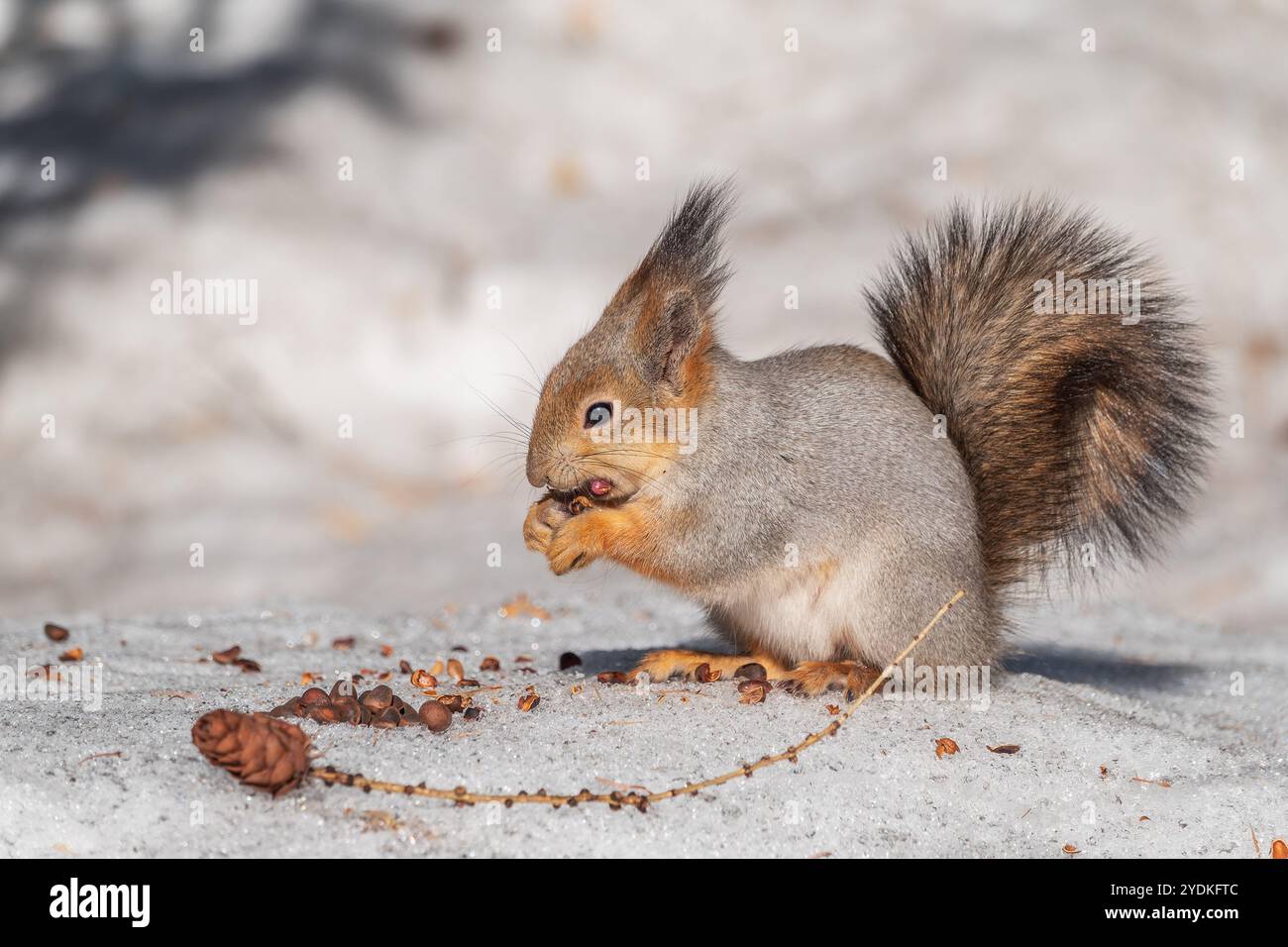 The squirrel in winter sits on white snow. Eurasian red squirrel ...