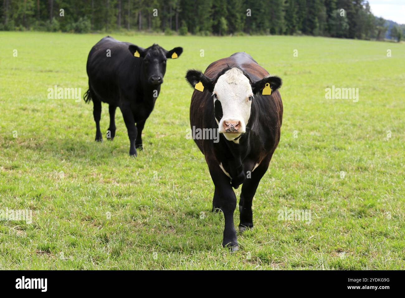 Two cattles on field hi-res stock photography and images - Alamy