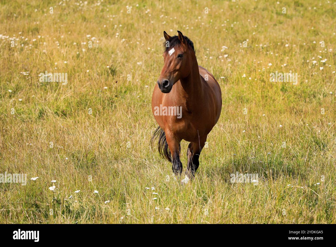 Beautiful brown thoroughbred horse in field on day of summer. The horse ...