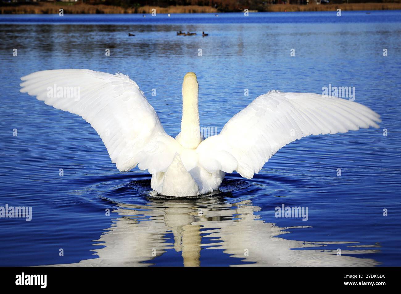 White swan spreads wings hi-res stock photography and images - Alamy