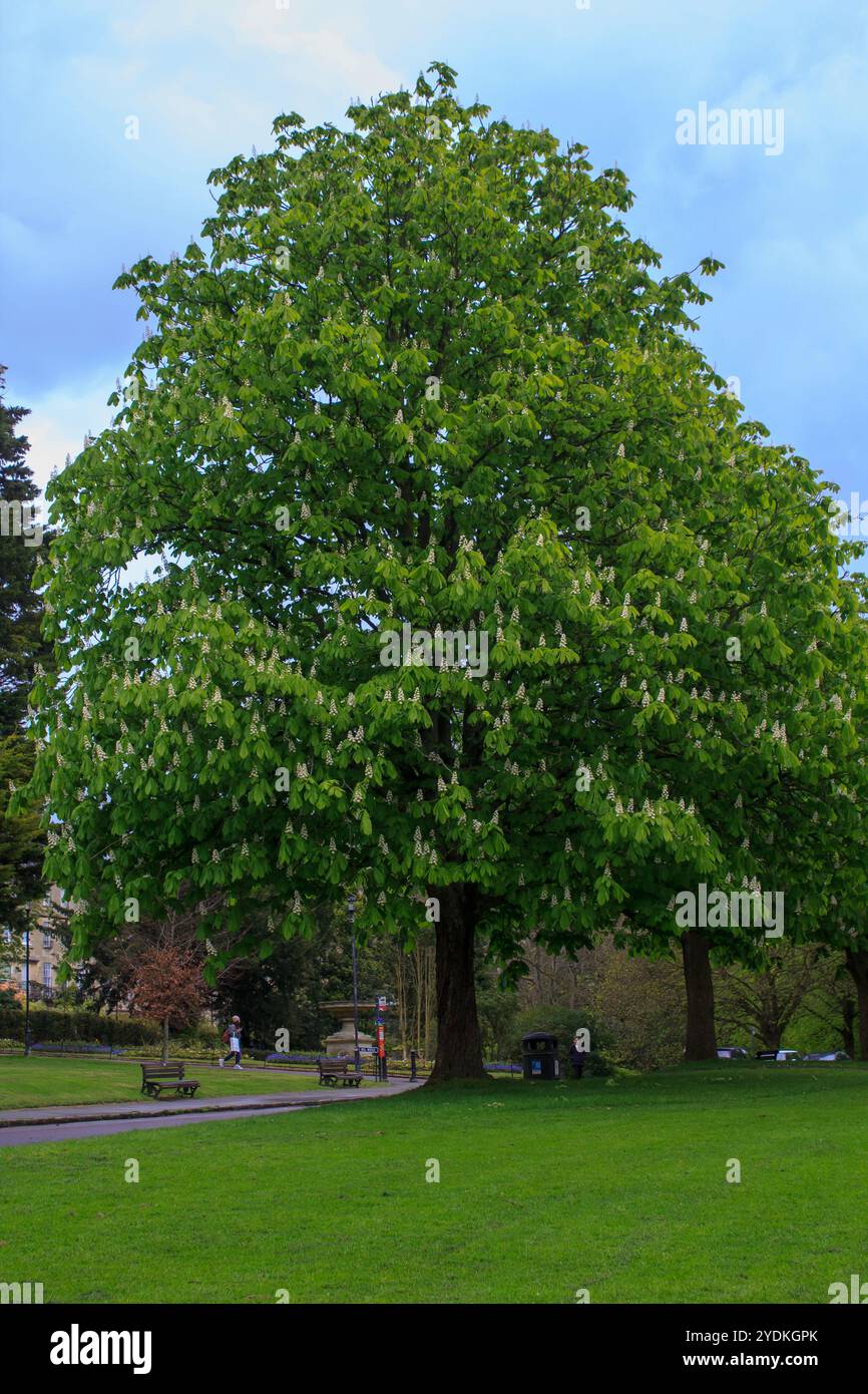 25 April 2024 A beautiful Horse Chestnut tree in flower inThe Royal ...