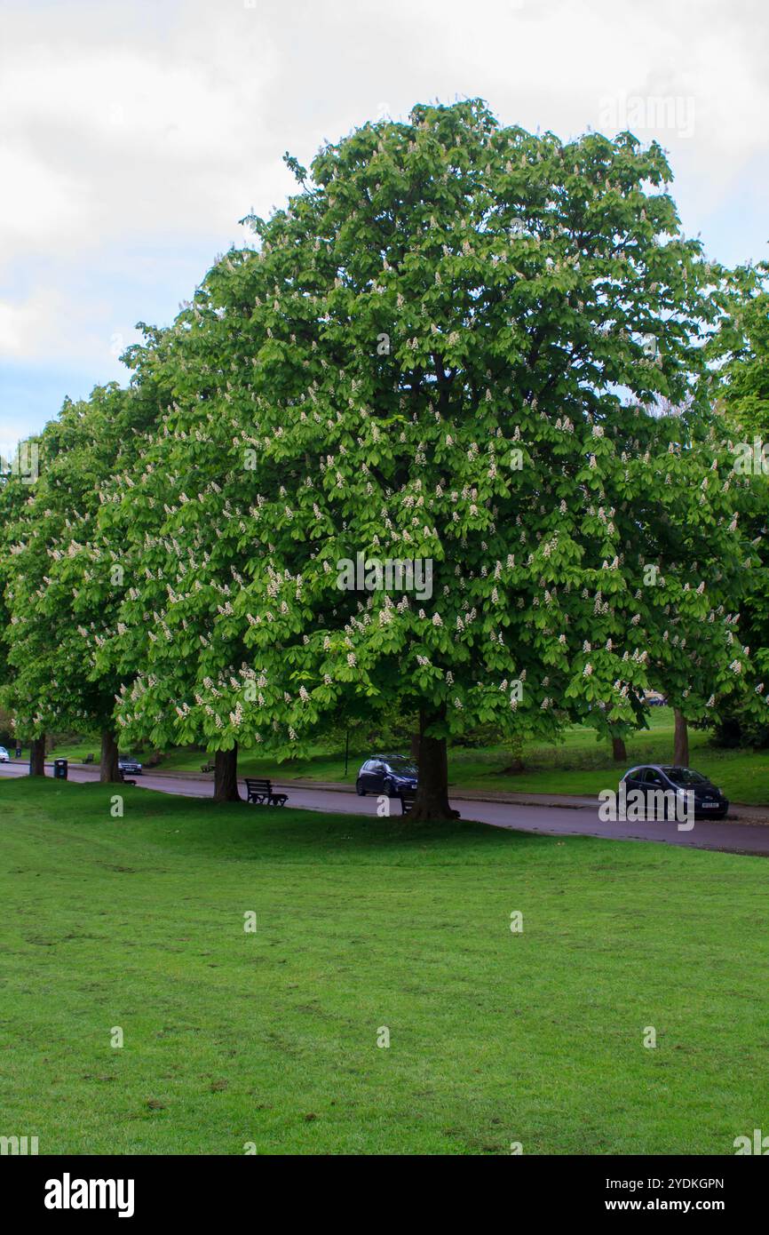 25 April 2024 A beautiful Horse Chestnut tree in flower inThe Royal ...