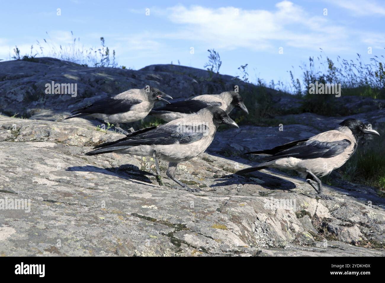Three young Hooded Crows, Corvus cornix, following their parent bird on ...