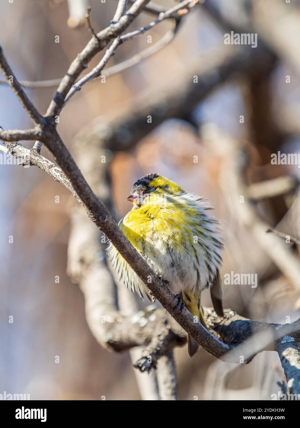 Eurasian siskin male, latin name spinus spinus, sitting on branch of ...