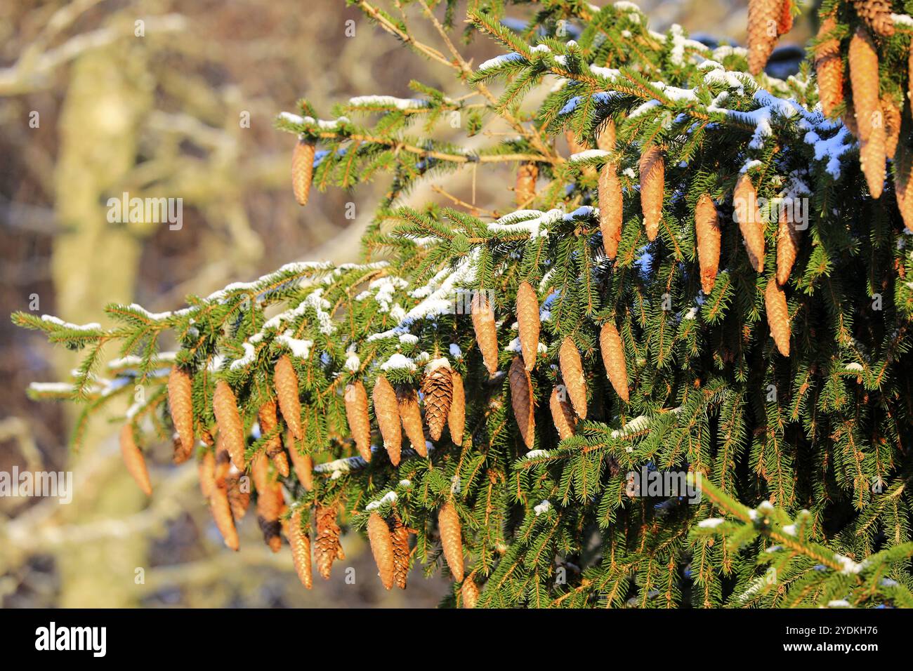 Norway spruce tree, Picea abies, growing in forest in Finland, branches carrying lots of cones ...