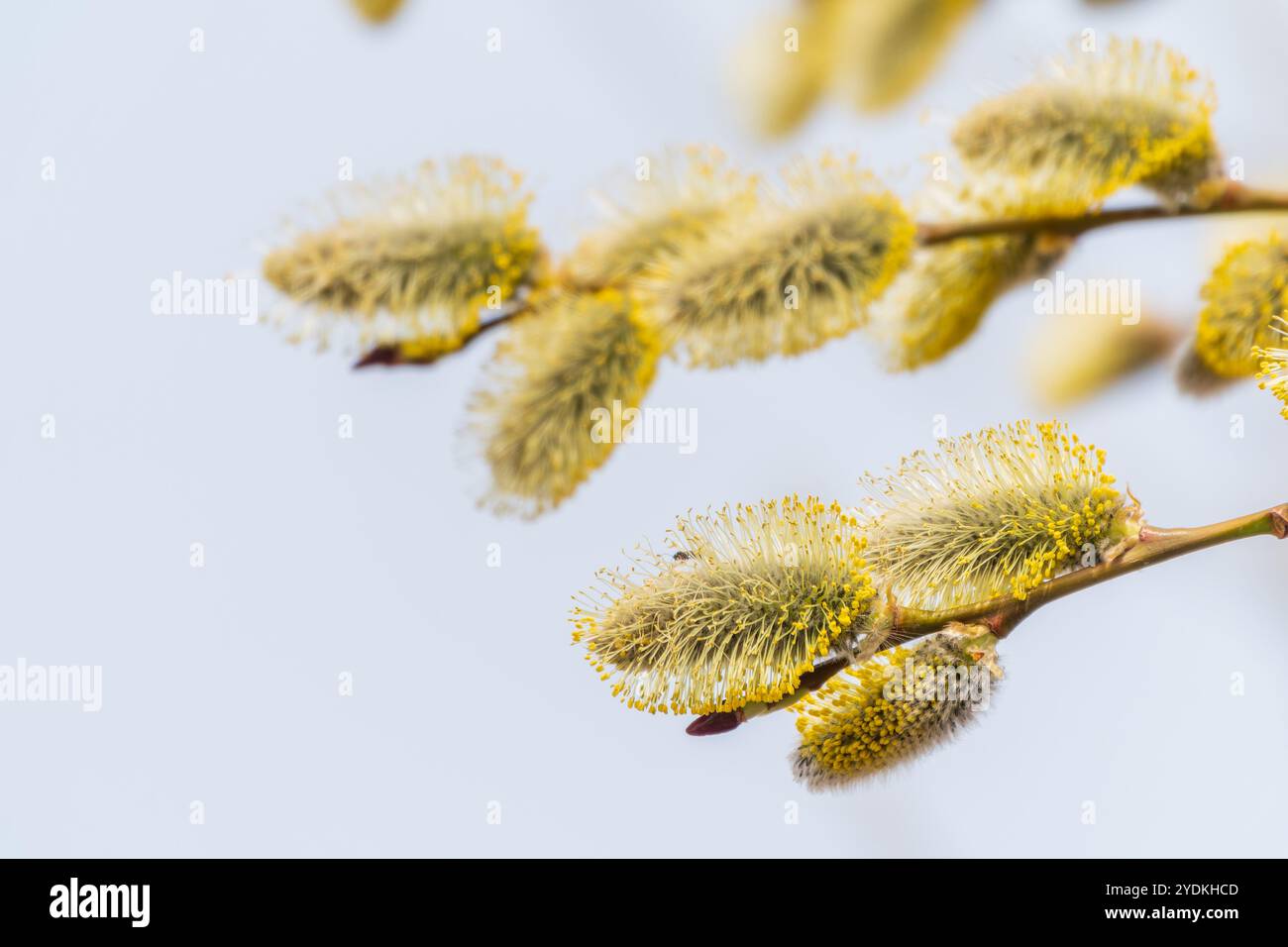 Nature awakes in spring. Blooming willow twigs and furry willow-catkins ...