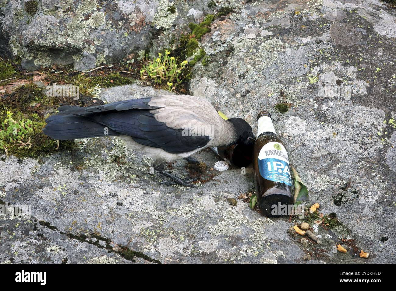 Young bird drinking pecking hi-res stock photography and images - Alamy