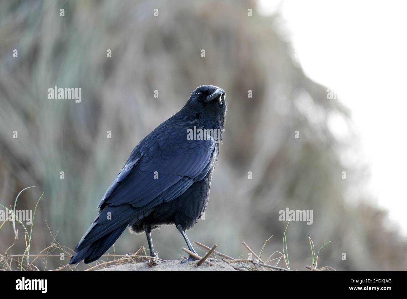 Common crow on the beach Stock Photo - Alamy