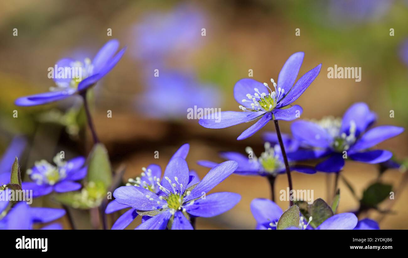 Blue flowers of Hepatica nobilis or Anemone hepatica close up in the ...