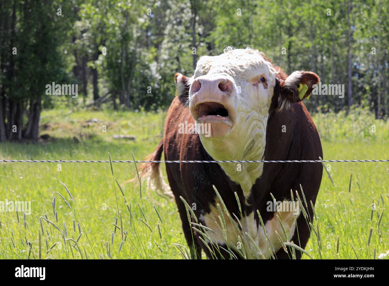 Hereford cattle finland hi-res stock photography and images - Alamy