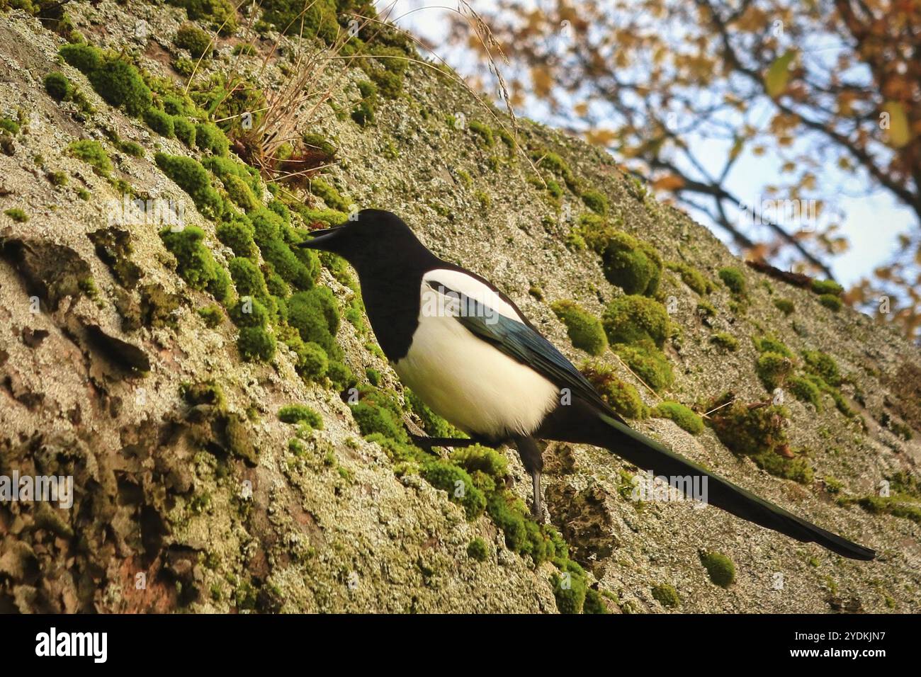 Magpies looking for insects hi-res stock photography and images - Alamy