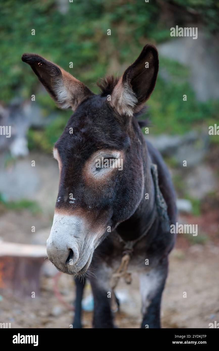 A close-up view of a donkey's head, focusing on its calm expression and ...
