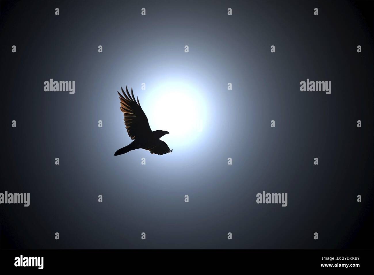 Raven full moon hi-res stock photography and images - Alamy