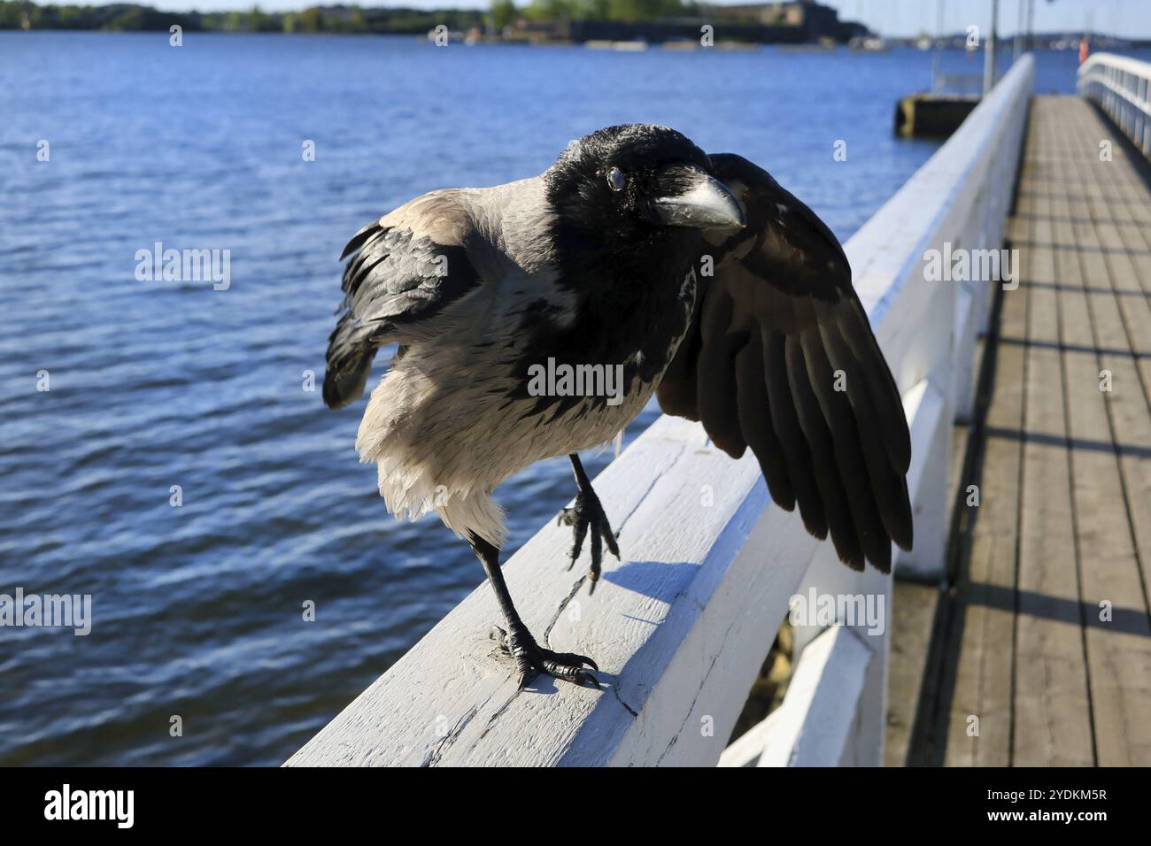 Hooded crow, Corvus cornix, standing on one feet on the railing of ...