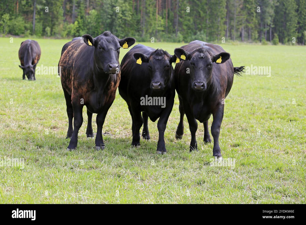 Group cows running in field hi-res stock photography and images - Alamy