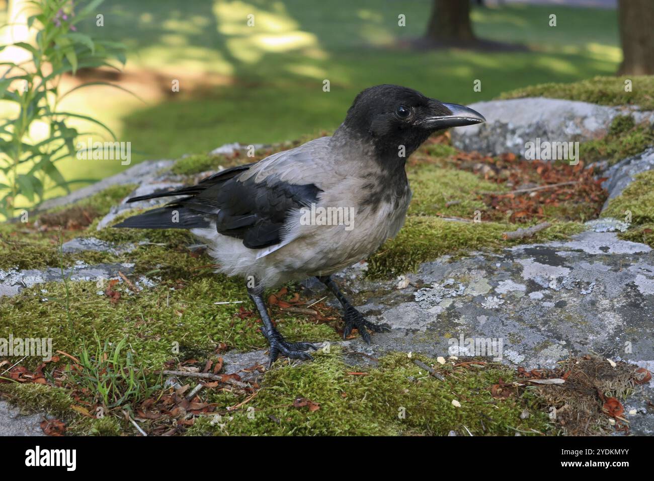 Two crows on rock hi-res stock photography and images - Alamy