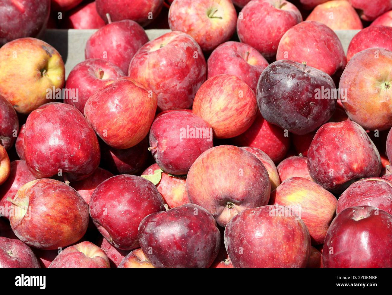 Bunch of Red Organic Apples for Sale at Farmers Market in Adana, Turkey ...