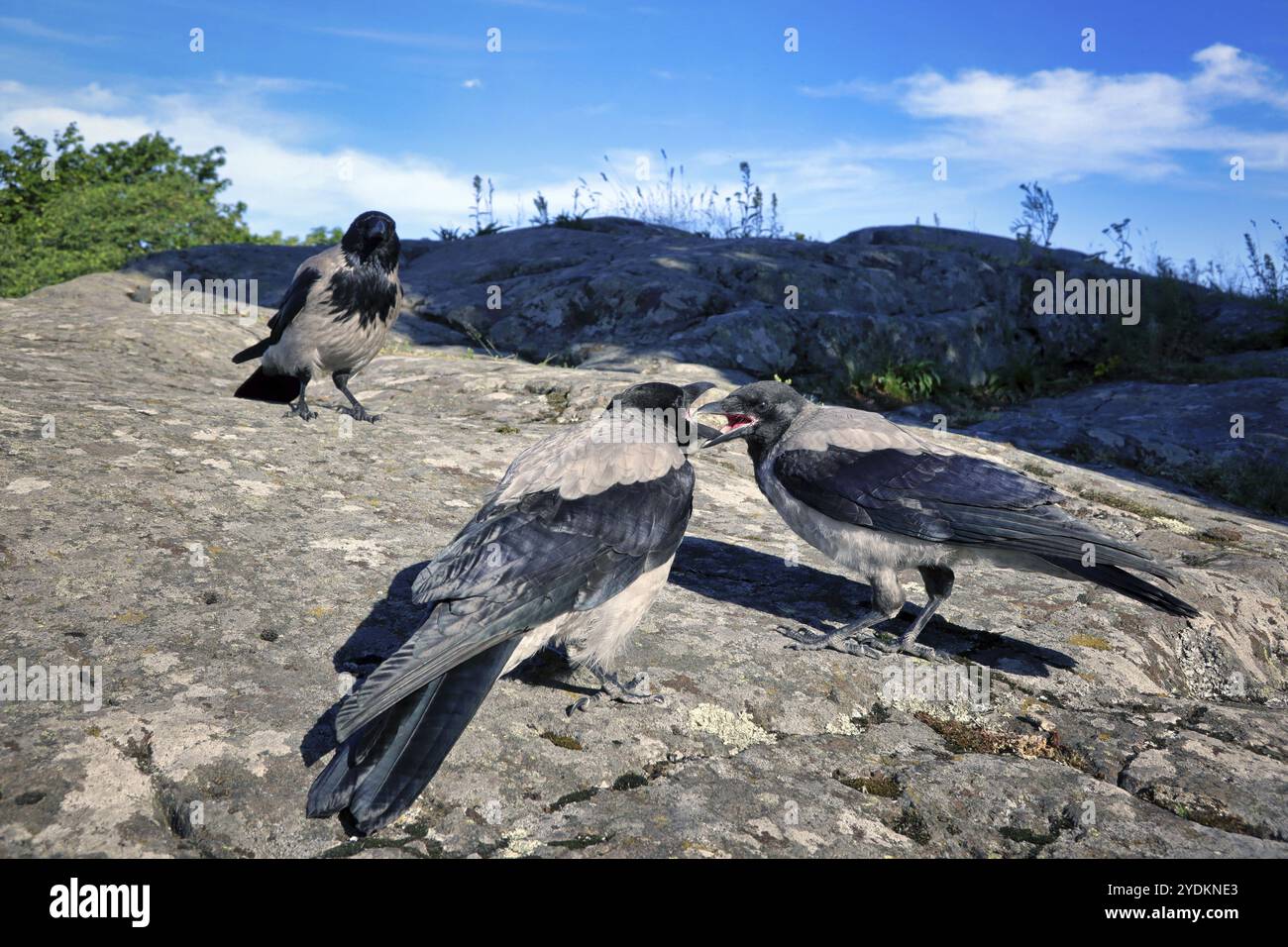 Two juvenile Hooded Crows, Corvus cornix, communicating on rocky ...
