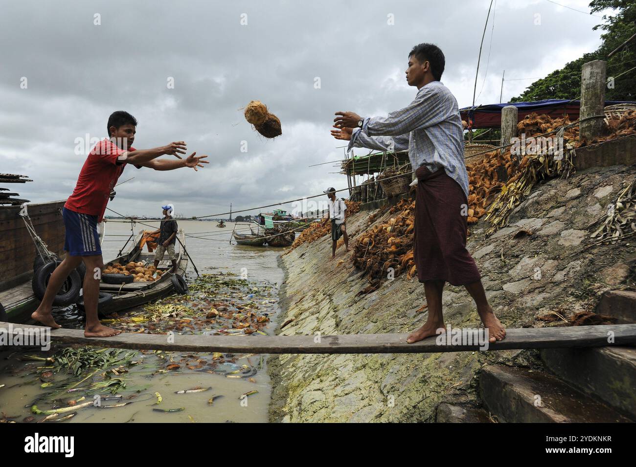 Transporting coconuts hi-res stock photography and images - Alamy
