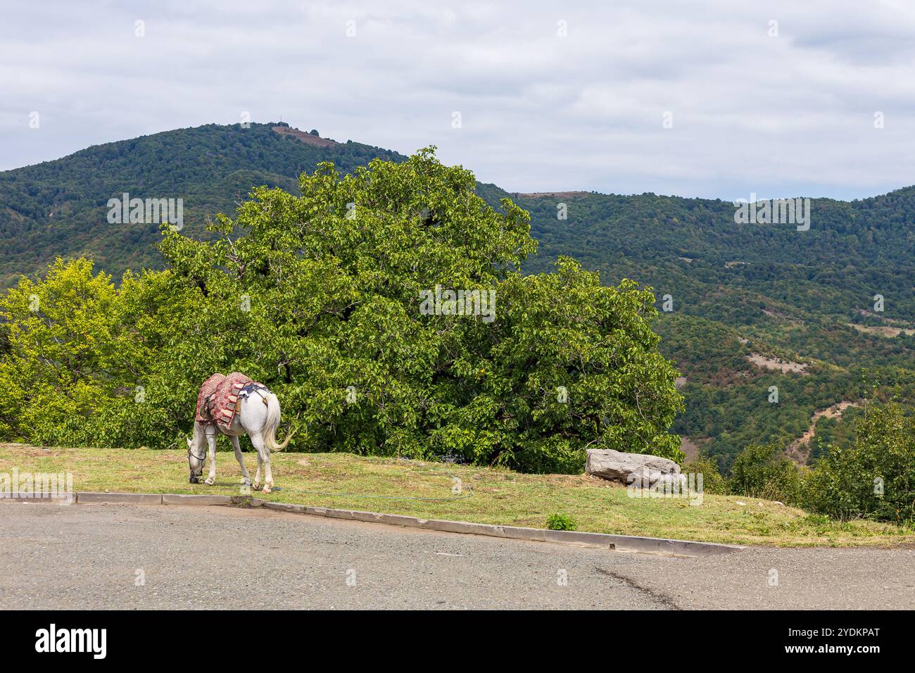 A saddled horse eating grass. Beautiful view on the mountains of the ...