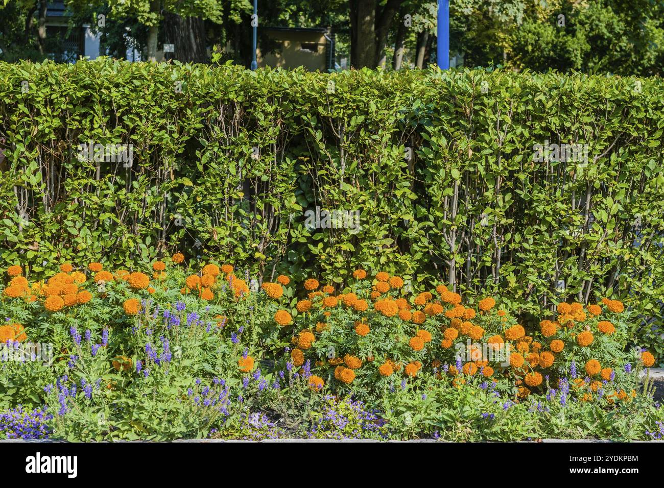 Lush hedges hi-res stock photography and images - Alamy