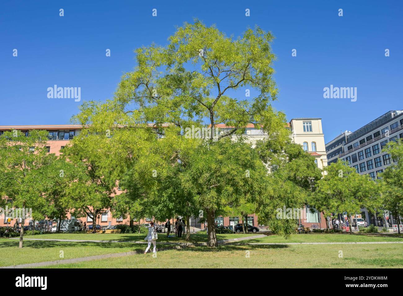Bäume, Akazien, Neustädtischer Kirchplatz, Mitte, Berlin, Deutschland ...