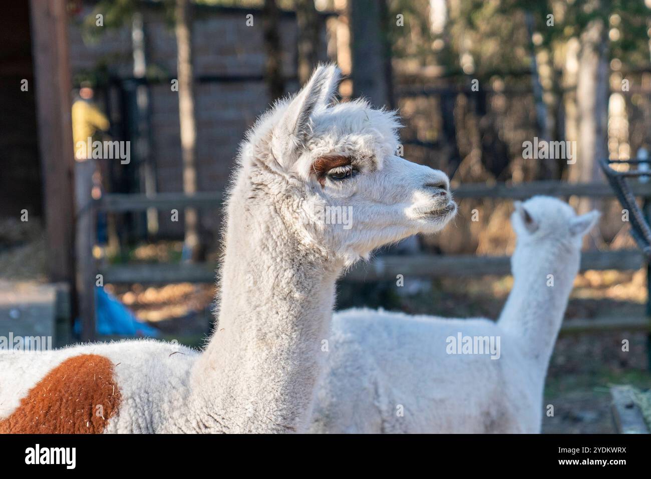 Halloween Themed Zoo Boo Event at the Alaska Zoo Alaska, United States ...