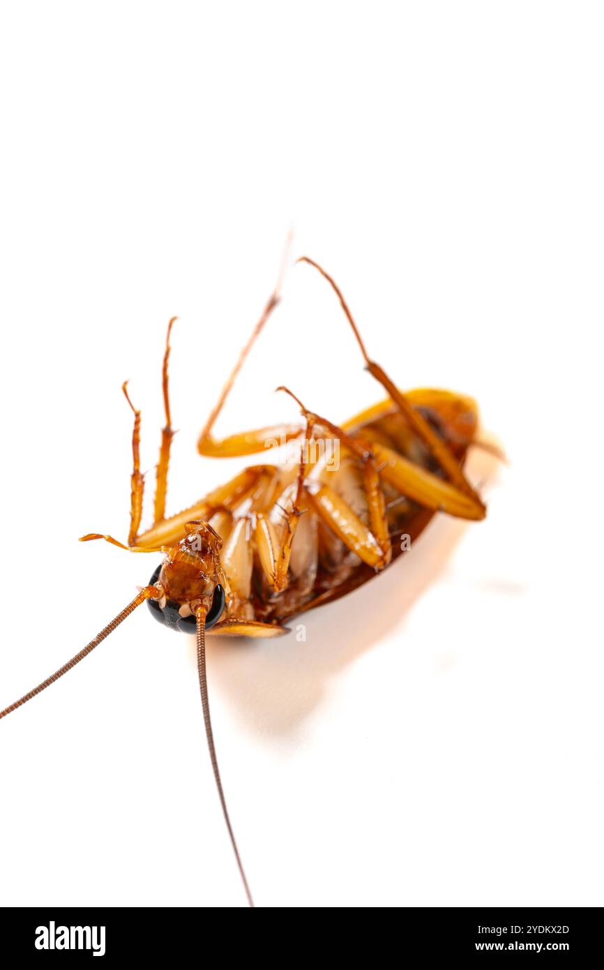 a poisoned and dying cockroach on white background close up at vertical ...