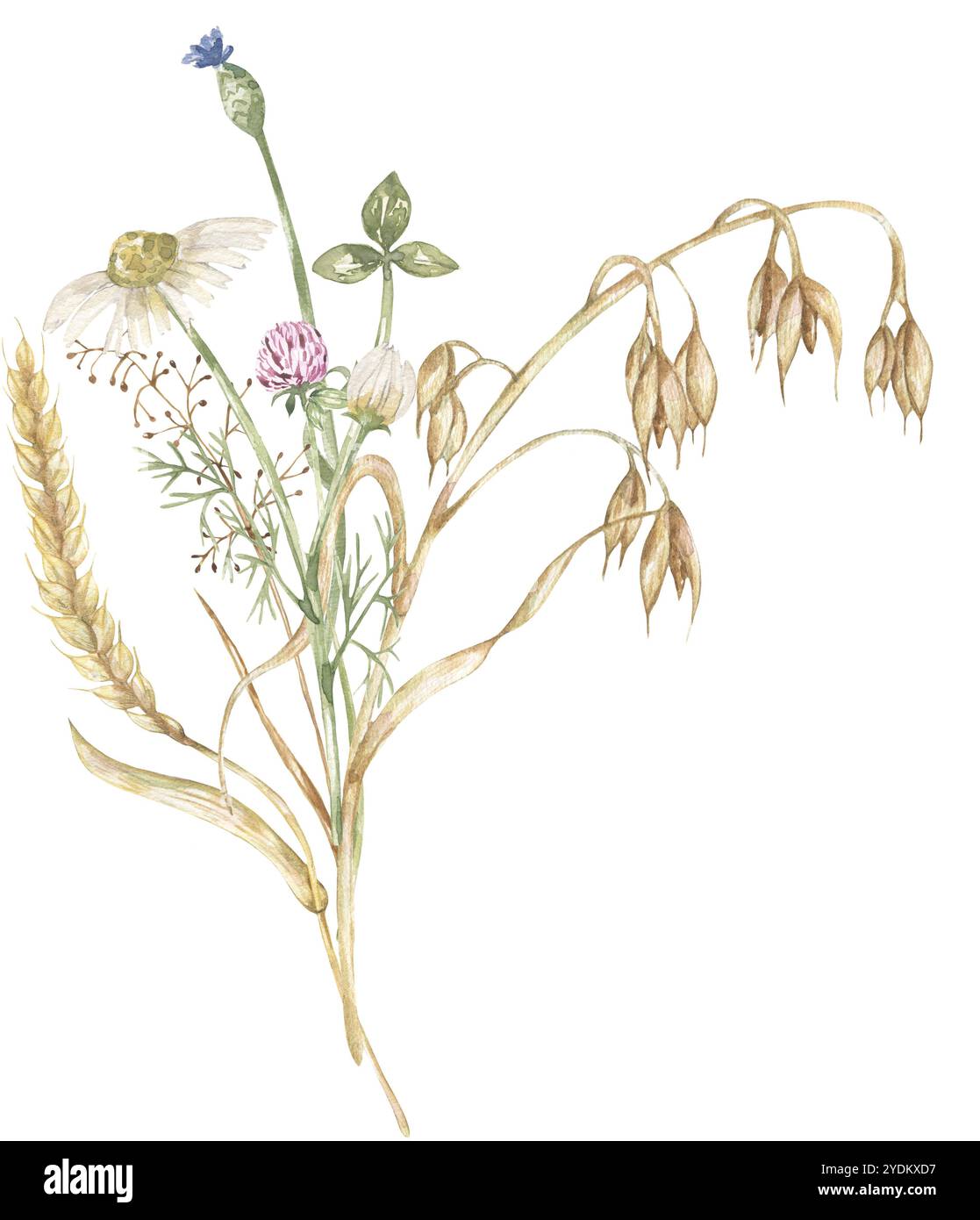 Watercolor hand drawn botanical oat branch, wheat and meadow florals ...