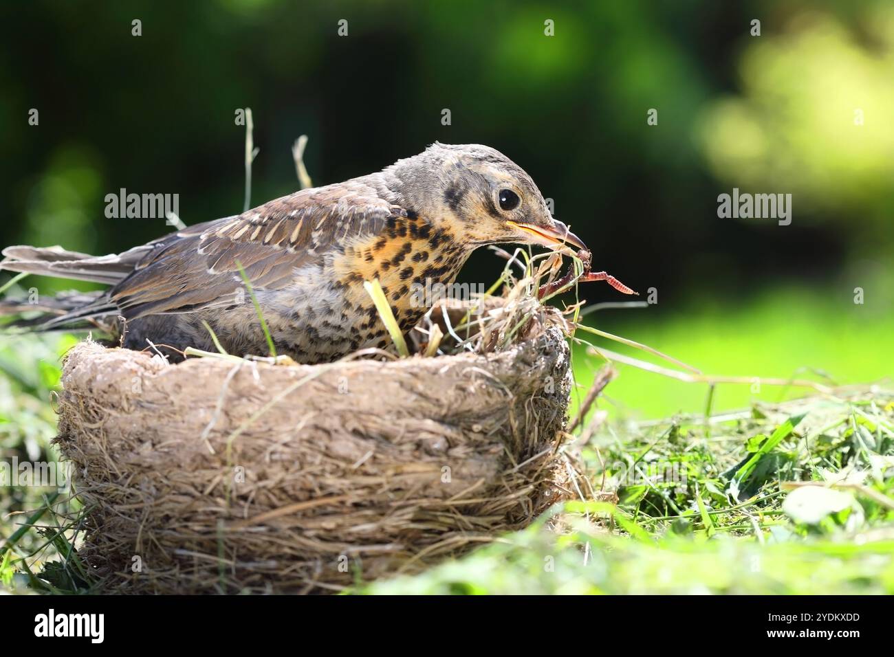 Fieldfare thrush in nest hi-res stock photography and images - Alamy