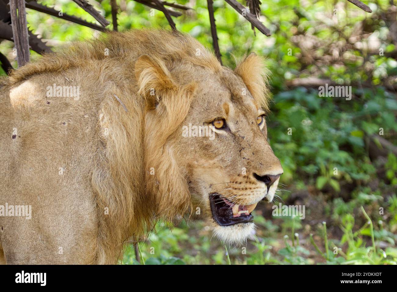 Male Lion in Selous game reserve, Tanzania Stock Photo - Alamy